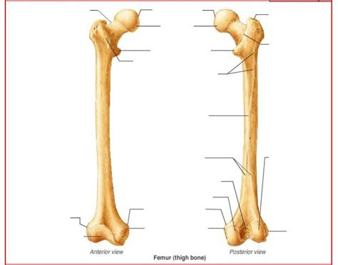 Femur Diagram Quizlet