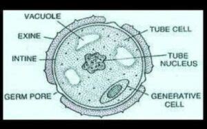 Biology Specimen Paper Sec C Solved For Isc Class Icsehelp