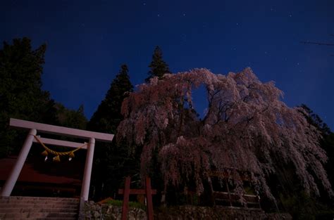 月夜の桜 by burigasuki ID5537195 写真共有サイト PHOTOHITO
