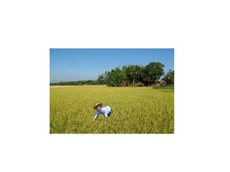 Filthy Franku Rice Fields Blank Template Imgflip