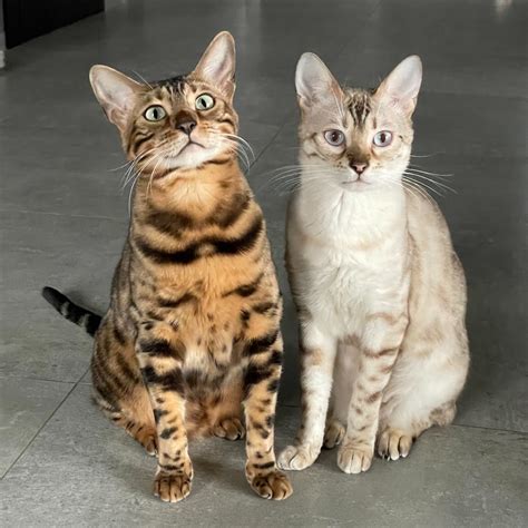 Боча и Жмых Youtube