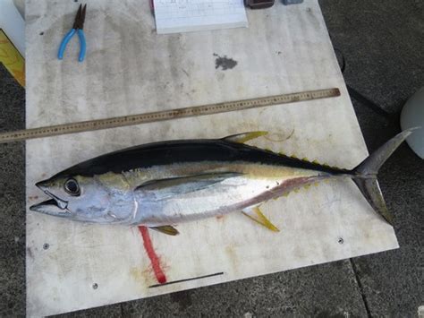 Praktikum Itk Object Detection Roboflow Universe