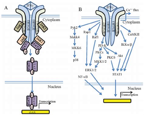 Classical Model Of Ifn Signaling Download Scientific Diagram