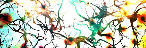 Structural Brain Networks Centre For Healthy Brain Ageing Cheba