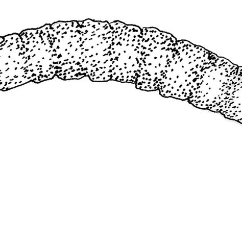 Immature Female Of Capitella Sp In Lateral View Scale Bar 1 Mm Download Scientific Diagram