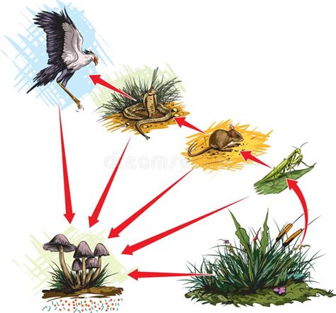 Food Chain Stock Illustrations 17268 Food Chain Stock Illustrations