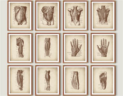 12 Human Muscle System Anatomy Posters Vintage Physiology Art Etsy