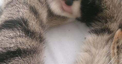 Cute Beans Album On Imgur