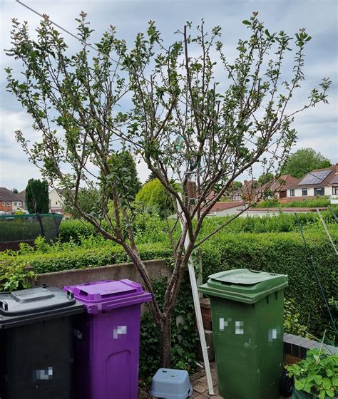 Young Maple Tree Pruning R Arborists