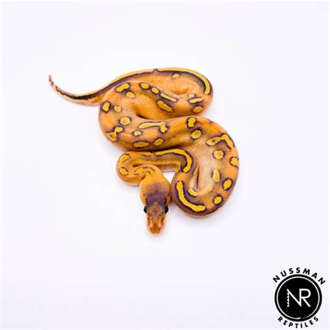 Blackhead Champagne Enchi Hypo 50 Het Clown Ball Python By Nussman