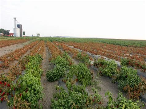 Phytophthora Blight Pepper