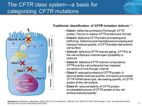 Key Points Normal Cystic Fibrosis Transmembrane Conductance Regulator