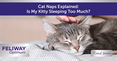 Cat Naps Explained Is My Kitty Sleeping Too Much