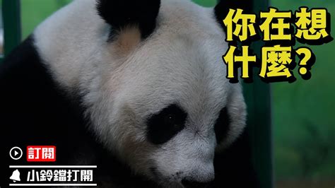 《熊貓早晚安》“萌萌”這眼睛也太有戲了吧！ Ipanda熊貓頻道 Youtube