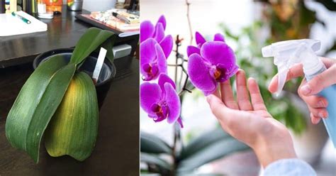 15 Common Orchid Growing Mistakes Balcony Garden Web