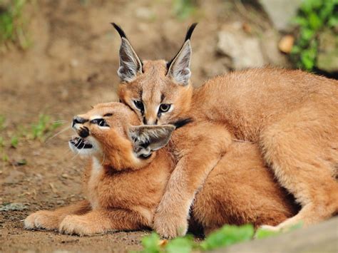 Caracal Cat Jumping Video