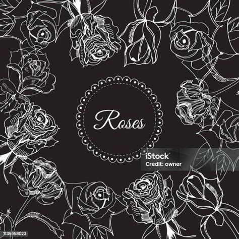 꽃이 만발한 장미 검은 배경에 장미의 하얀 새싹 손으로 그린 단색 스케치 0명에 대한 스톡 벡터 아트 및 기타 이미지 0명 개체 그룹 검은색 Istock