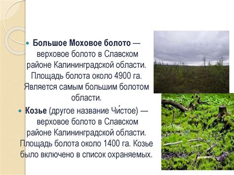 Природа в сказке были М М Пришвина «Кладовая солнца презентация онлайн