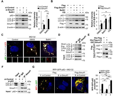 smurf1 induces the autophagic degradation of p62 liquid droplets a