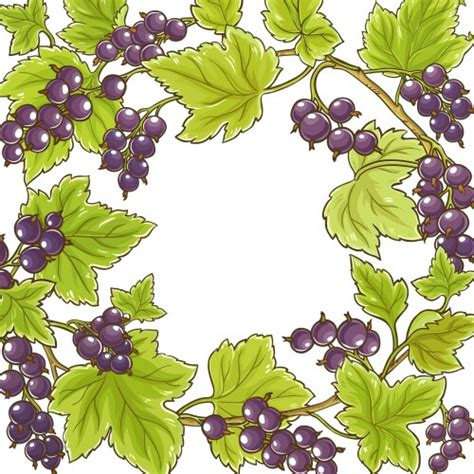 Black Currant Set Royalty Free Vector Image Vectorstock