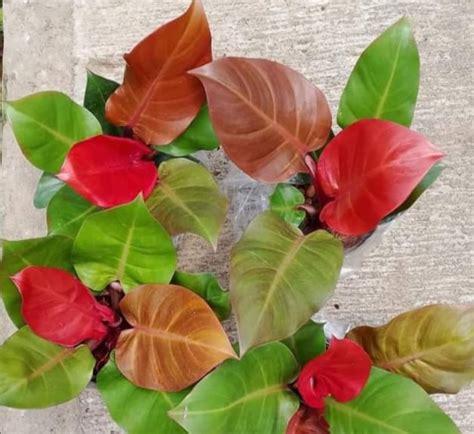 Indoor And Outdoor Plants Club Sell N Buy