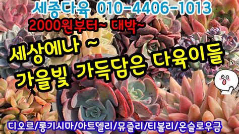 가을빛 듬뿍 먹은 다육이 쇼핑 🛍 안예쁜 다육이가 없네요~사이즈별로 착한 가격별로 안들이면 손해 🌸세종다육 010 4406