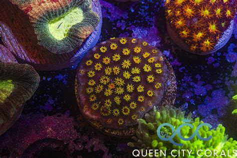 Bizarro Cyphastrea Wysiwyg Queen City Corals