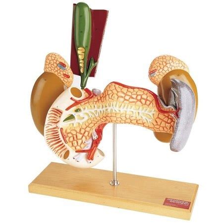 Denoyer Geppert Anatomical Model Internal Organs Model Zoro