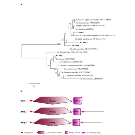 Evolutionary Analysis And Protein Domains Prediction Of Amylases A