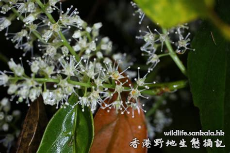 香港野地生態摘記 老鼠刺 Itea Chinensis