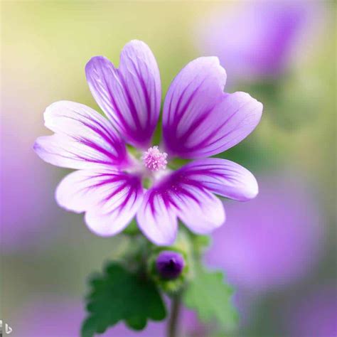 Foraging Unveiling The Wonders Of Mallow The Practitioners Handbook