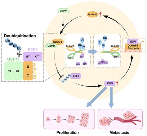 Dlgap5 Triggers Proliferation And Metastasis Of Bladder Cancer By