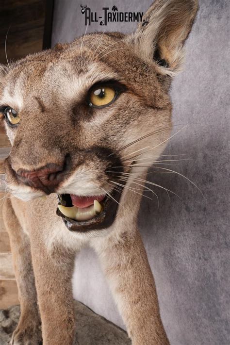 Full Body Cougar Taxidermy Mount Sku 2797 All Taxidermy