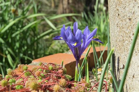 ミニアイリス ふらここの花畑