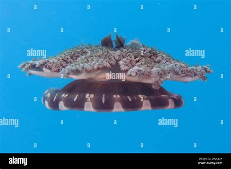 Upside Down Jellyfish Cassiopeia Andromeda Jetty Dive Site