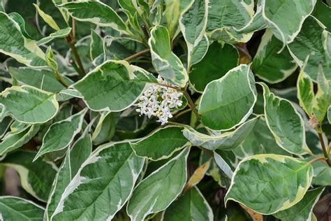 Dereń Biały Sibrica Variegata Sadzonka cm Sklep Zielone Pogotowie