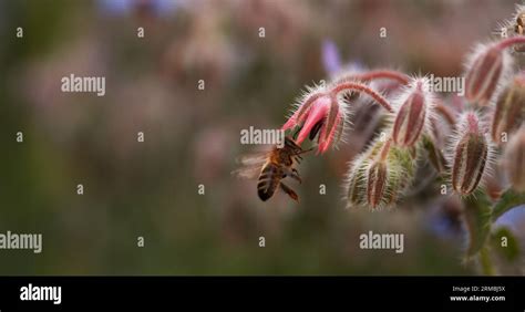 European Honey Bee Apis Mellifera Bee Foraging A Borage Flower