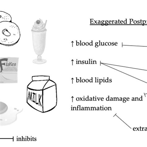 Effects Of Acute Dietary Polyphenol Supplementation And Post Meal