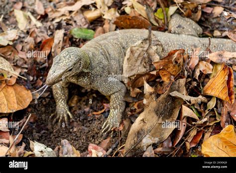 A Monitor Lizard Searching For Food In The Singapore Botanic Gardens