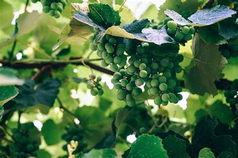 Quand Et Comment Tailler La Vigne Guide Pratique Pour Les Jardiniers