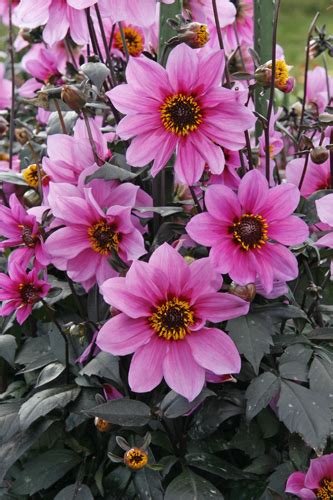 秋桜アキザクラ ダリアの種類原種品種みんなの趣味の園芸