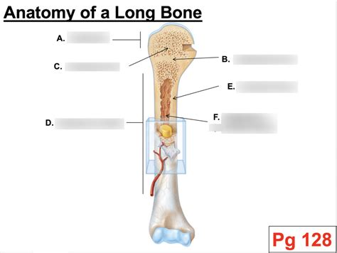 Long Bone Diagram Quizlet
