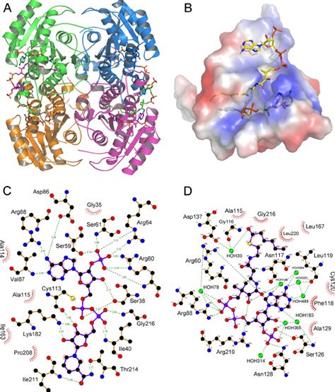 Cofactor And Substrate Binding Sites A Cartoon Representation Of The Download Scientific