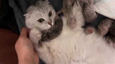 작은 우유 고양이는 고양이 엄마에 눌러 고양이 어머니는 새끼 고양이를 다치게 두려워 너무 사려 깊은 주인은 새끼 고양이를 꺼내 온라인 시청 Wetv