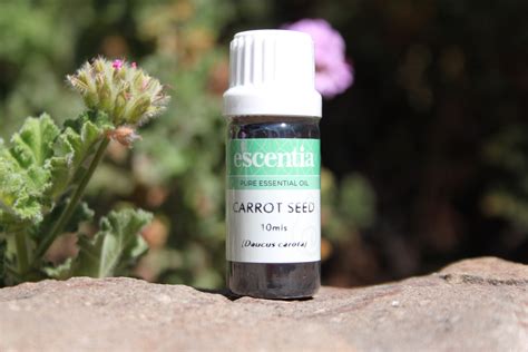 Carrot Seed Essential Oil Heavenly Healing