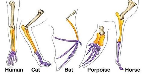 Homologous Structure Album On Imgur
