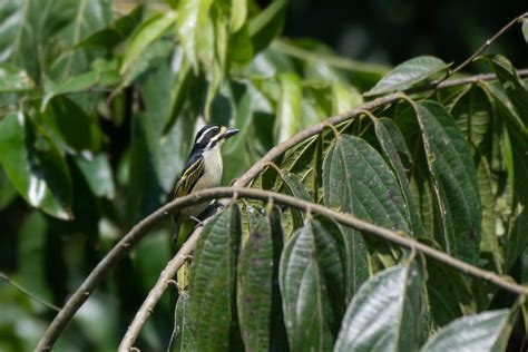 Yellow Throated Tinkerbird Kibale Uganda Dick Latuchie Flickr