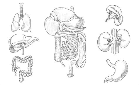 Menselijke Interne Organen Vector Schets Geïsoleerde Illustratie