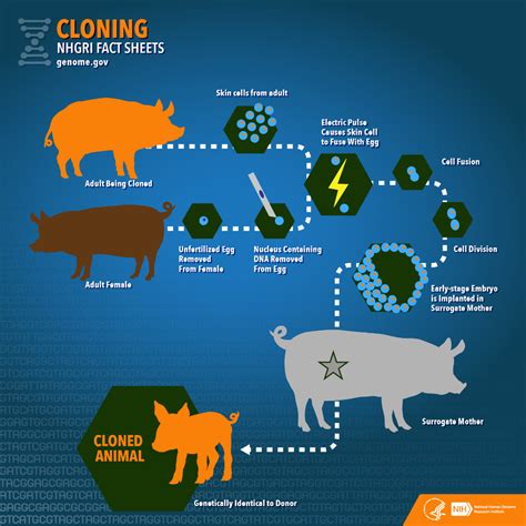 Cloning Fact Sheet Nhgri Human Embryo Human Genome Dna Cloning