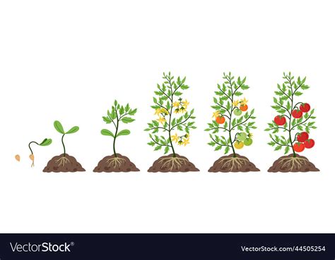Tomato Plant Growth Life Cycle Growing Stages Vector Image